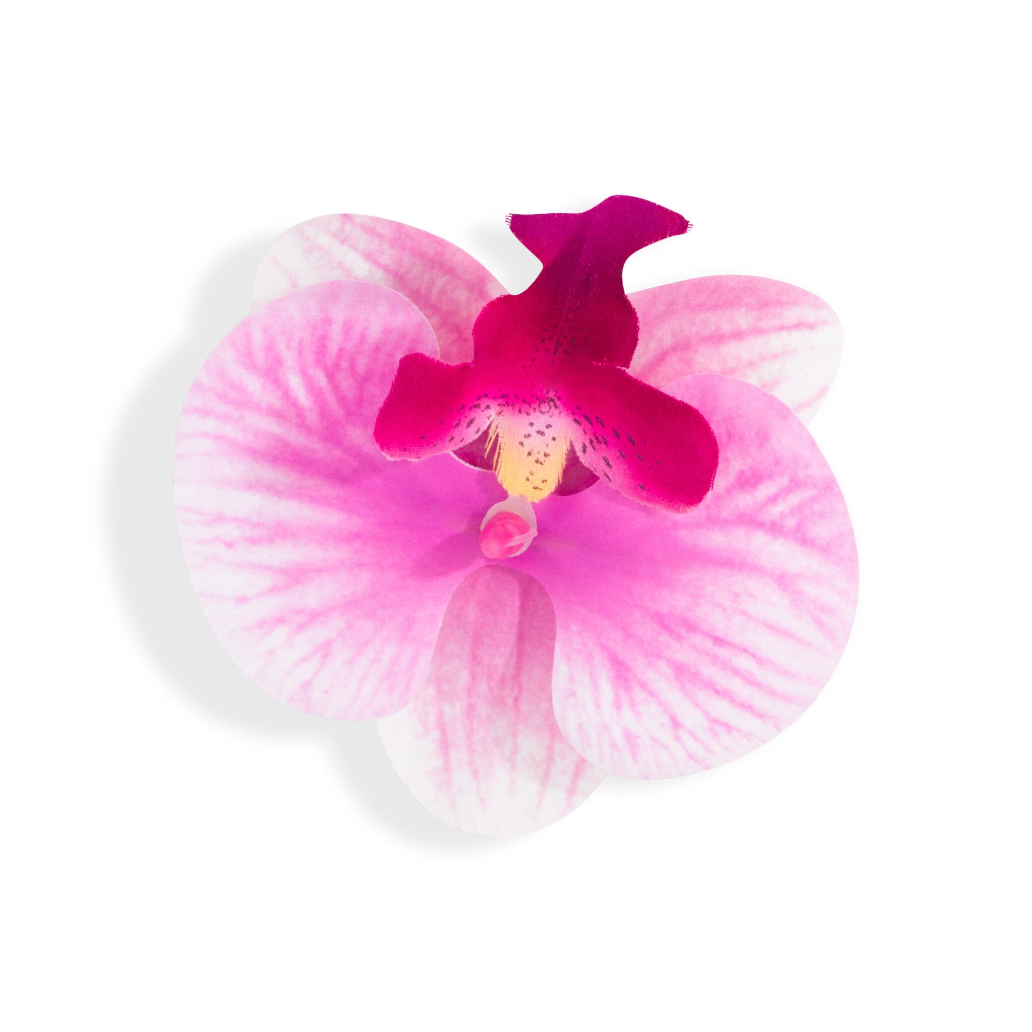 Orchid Flower Pink | Outcast